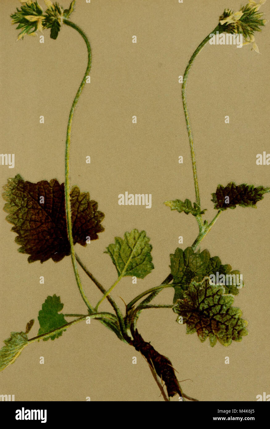 The 1899 Atlas of Alpine Flora provides an extensive collection of ...