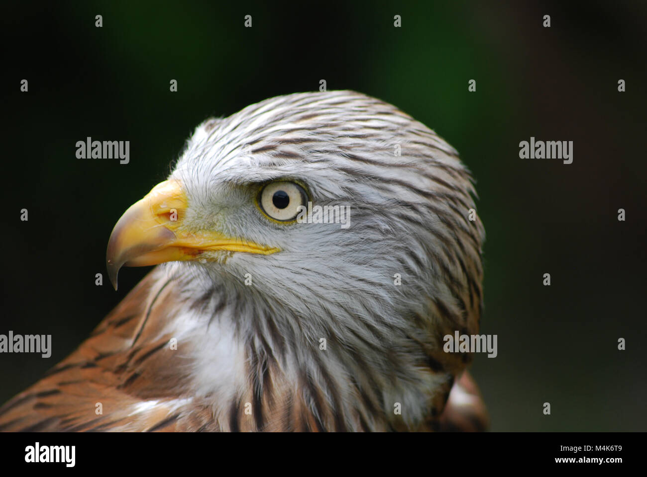 wild red kite, rare bird uk Stock Photo - Alamy