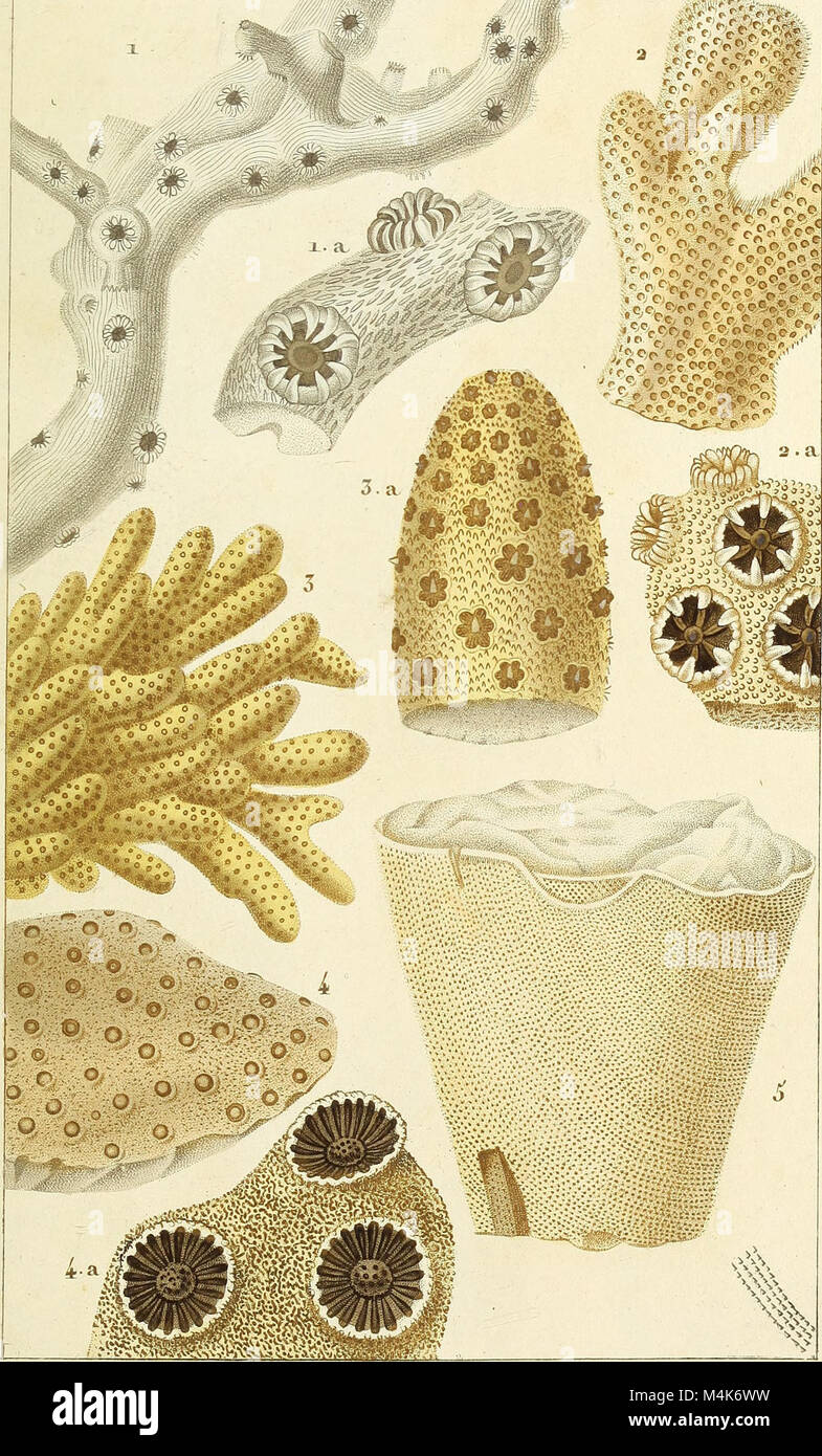 A zoological atlas from 1844 showcasing illustrations of newly ...