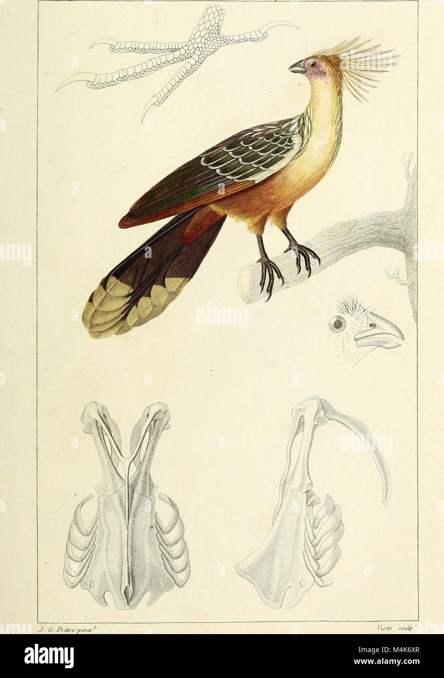 This zoological atlas from 1844 features illustrations of newly ...