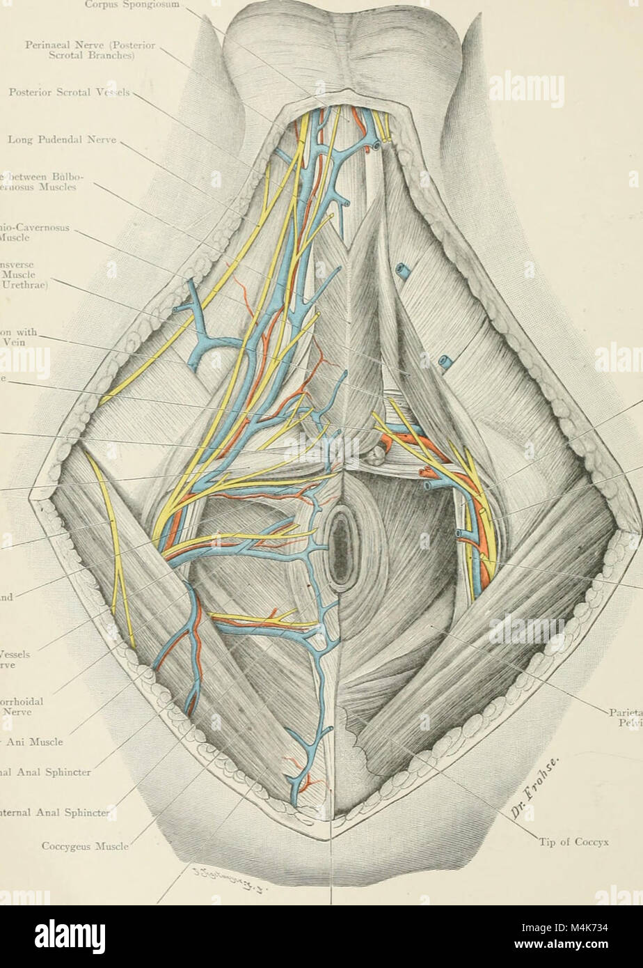 This 1906 atlas provides detailed illustrations of human anatomy ...