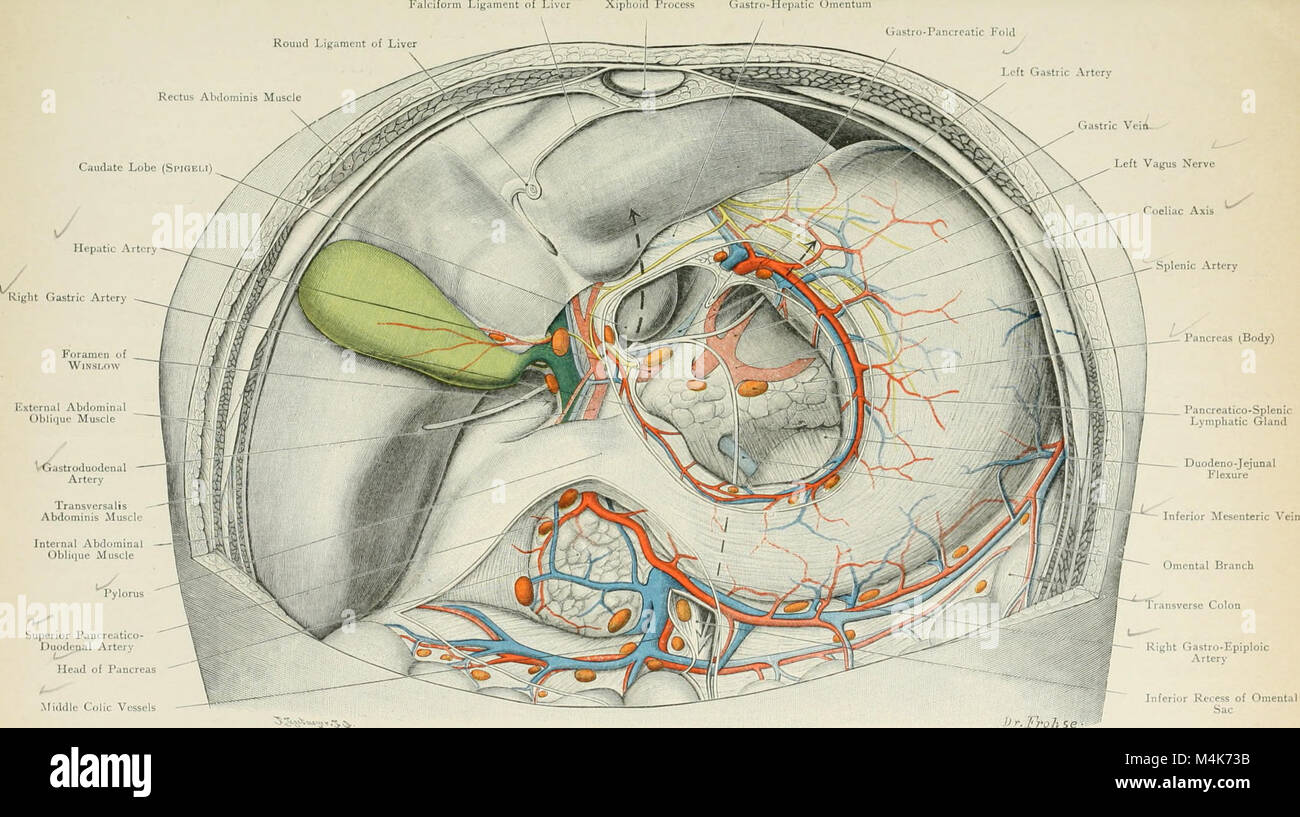 Atlas of applied (topographical) human anatomy for students and ...