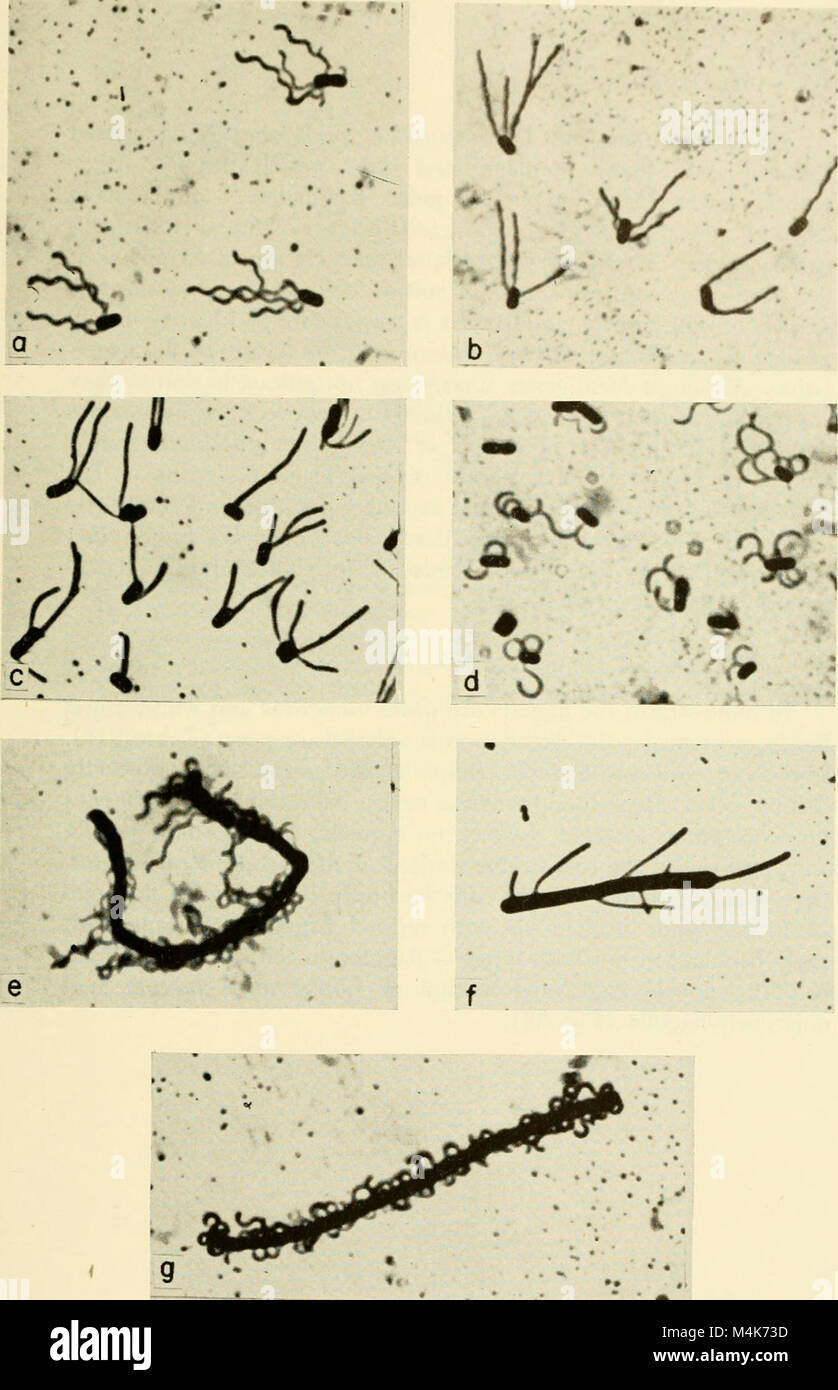 This 1960 atlas presents detailed illustrations and descriptions of ...