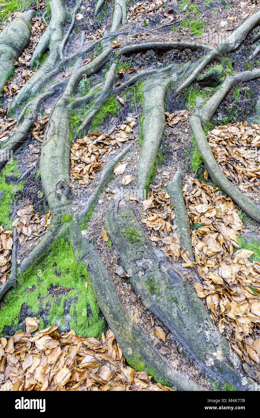 European beech tree hi-res stock photography and images - Alamy