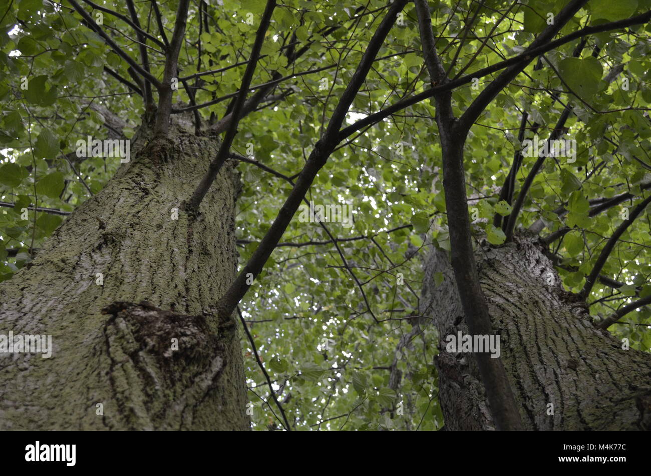 A group of very tall green leafy trees reach for the sky with an ...