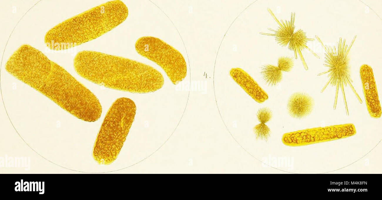 The *Atlas of Urinary Sediments* (1899) presents illustrations and ...
