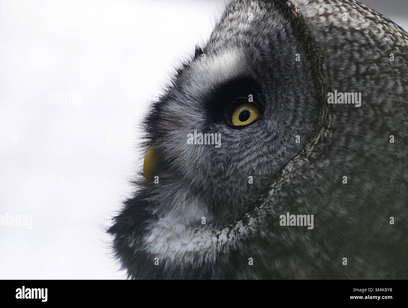Great Grey Owl side view of face Stock Photo - Alamy