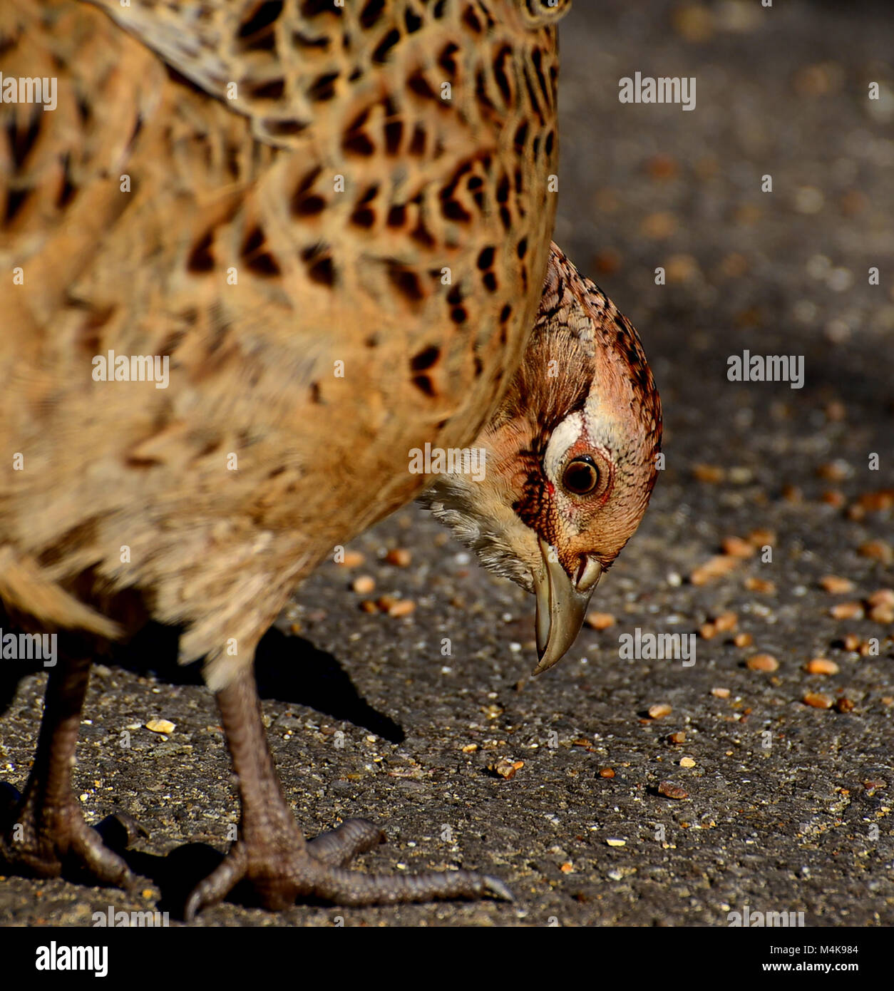 Female Pheasant Uk High Resolution Stock Photography and Images - Alamy