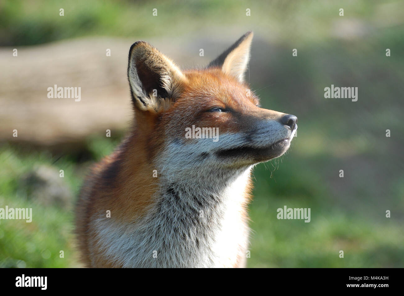 Fox looking up hi-res stock photography and images - Alamy