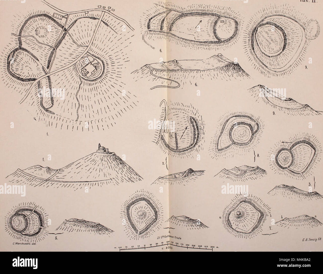 The 1903 volume of Atti del Museo Civico di Storia Naturale di Trieste ...