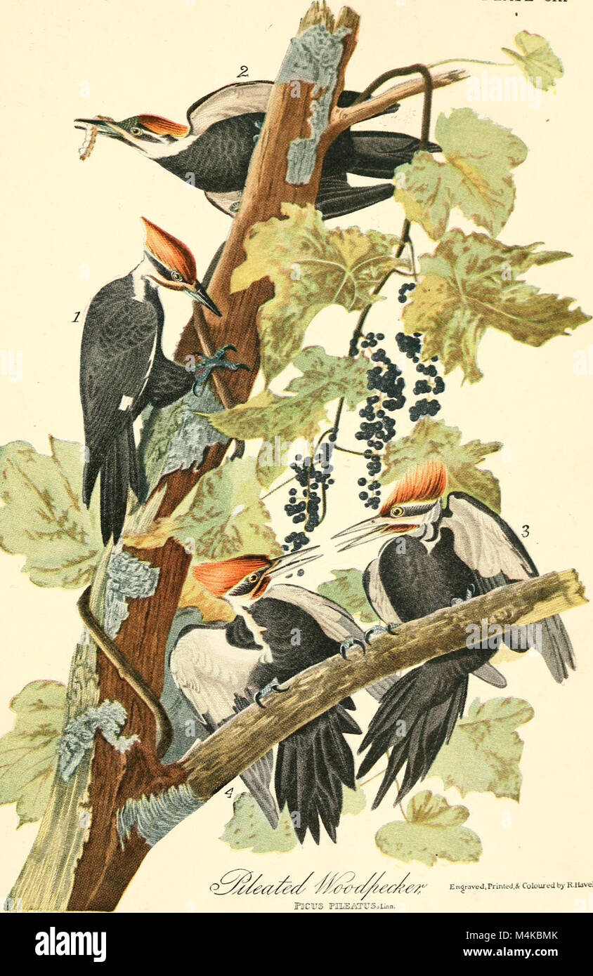 A 1917 biography of John James Audubon, exploring his life as a ...