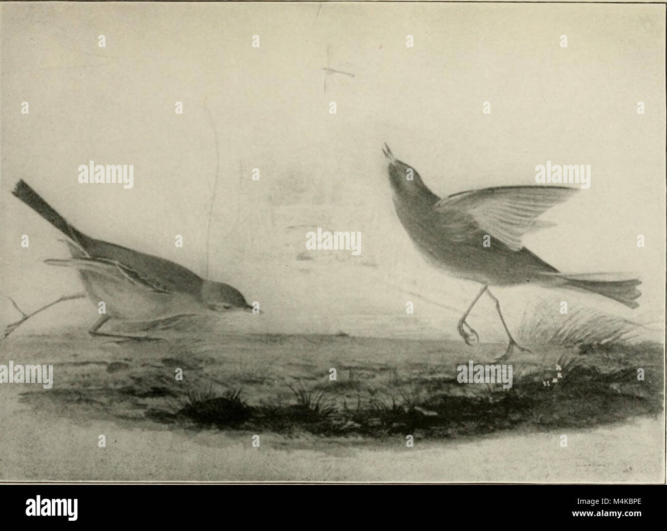 *Audubon and His Journals* (1897) examines the life and work of ...