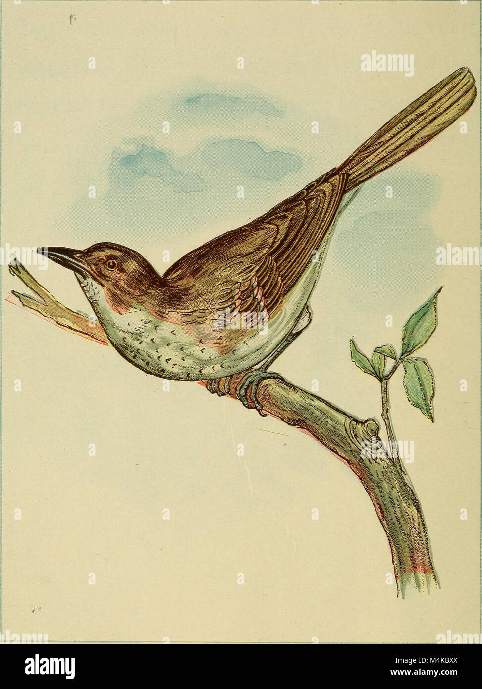 'Aunt May's Bird Talks' (1900) is a children's book that introduces ...
