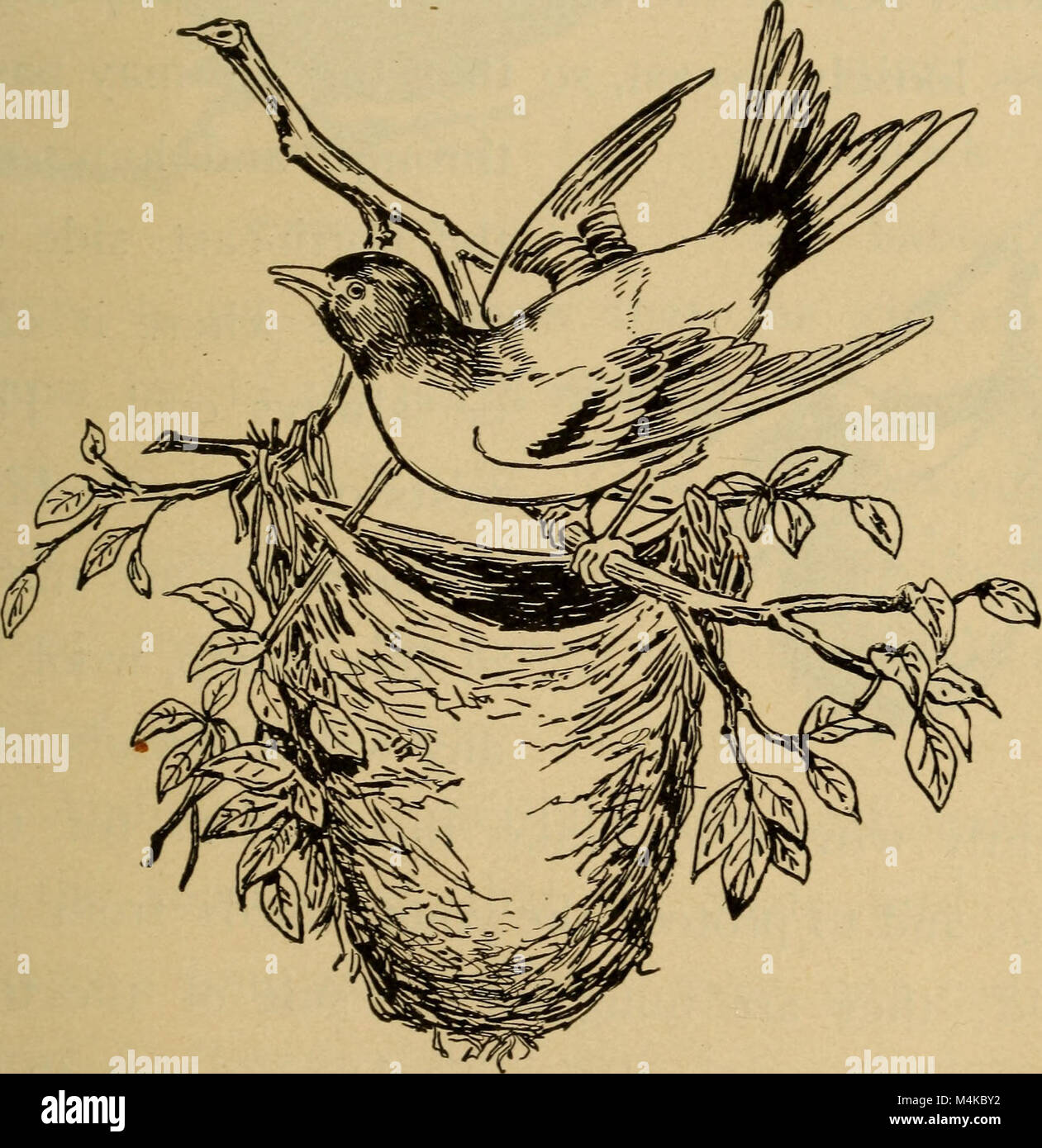 Aunt May's Bird Talks (1900) is a guide that educates readers about ...