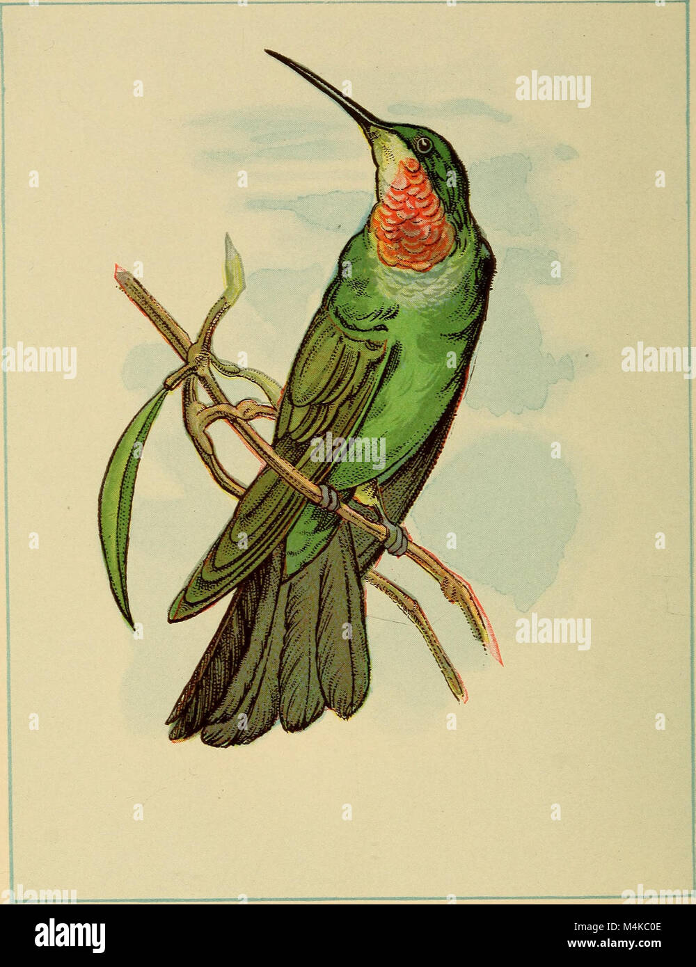 'Aunt May's Bird Talks' (1900) is a charming book that introduces ...