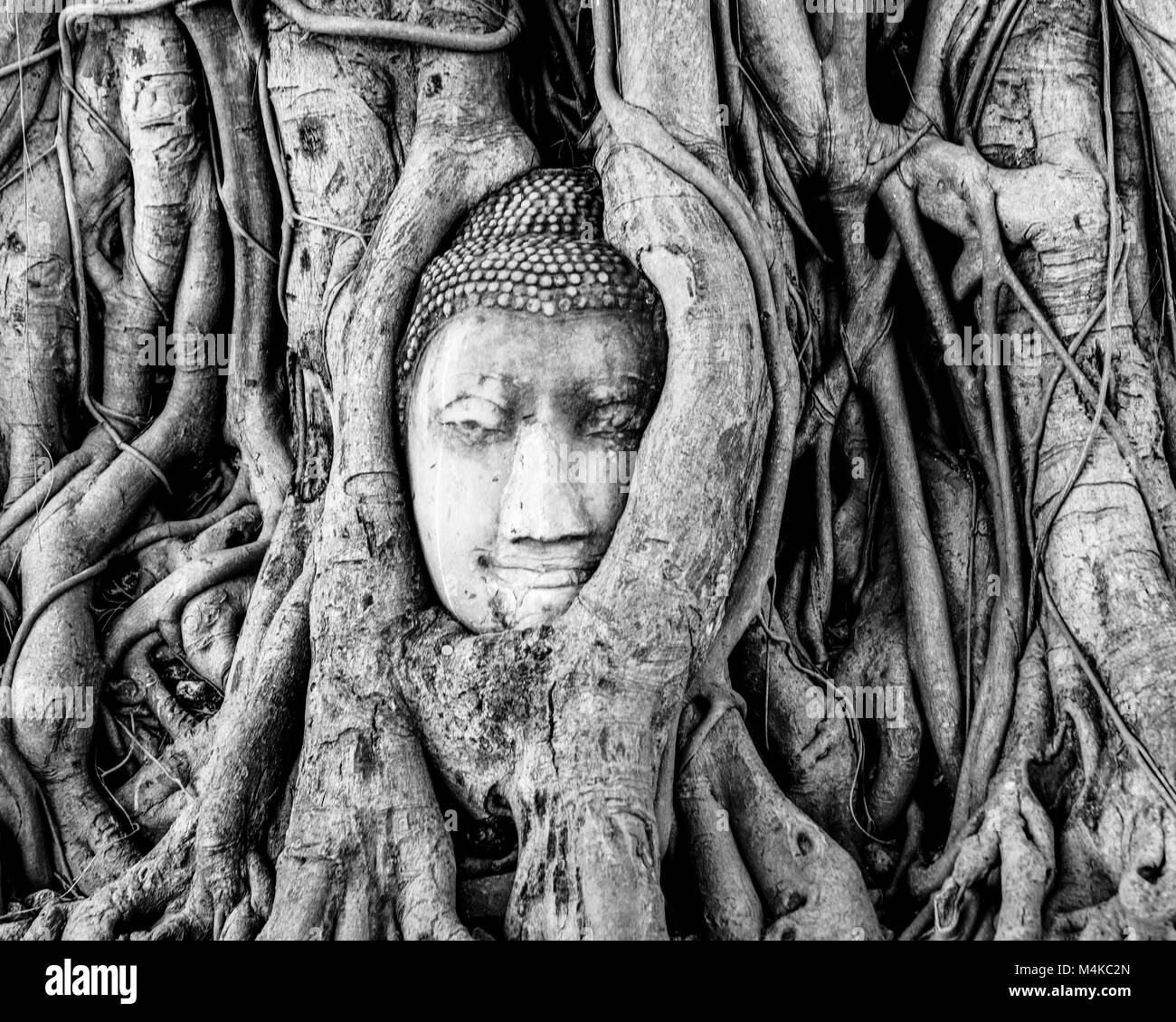 Root covered buddha head hi-res stock photography and images - Alamy