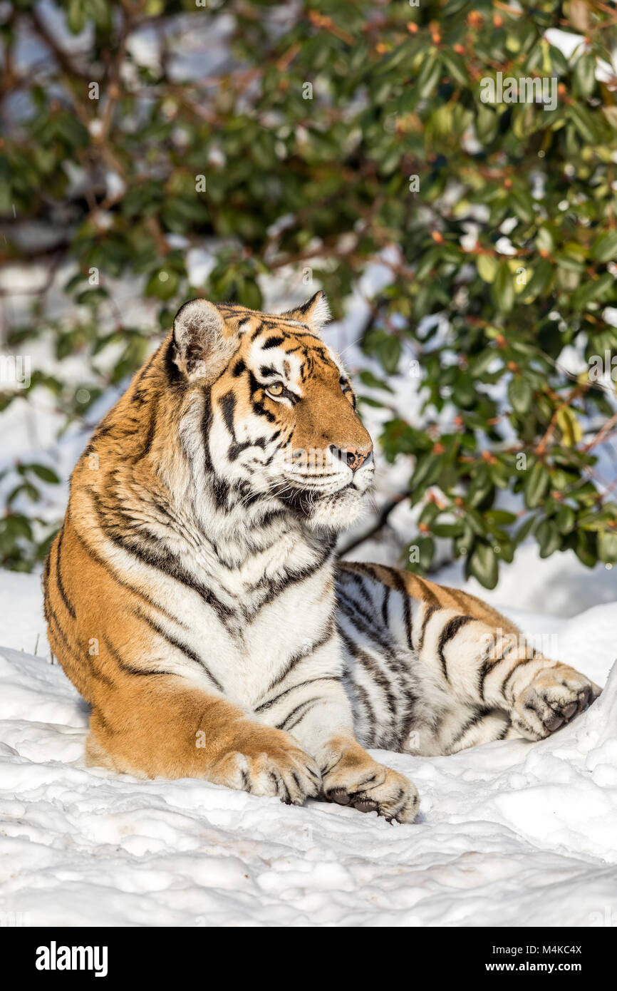 Siberian tiger, Panthera tigris altaica, resting in the snow in the ...