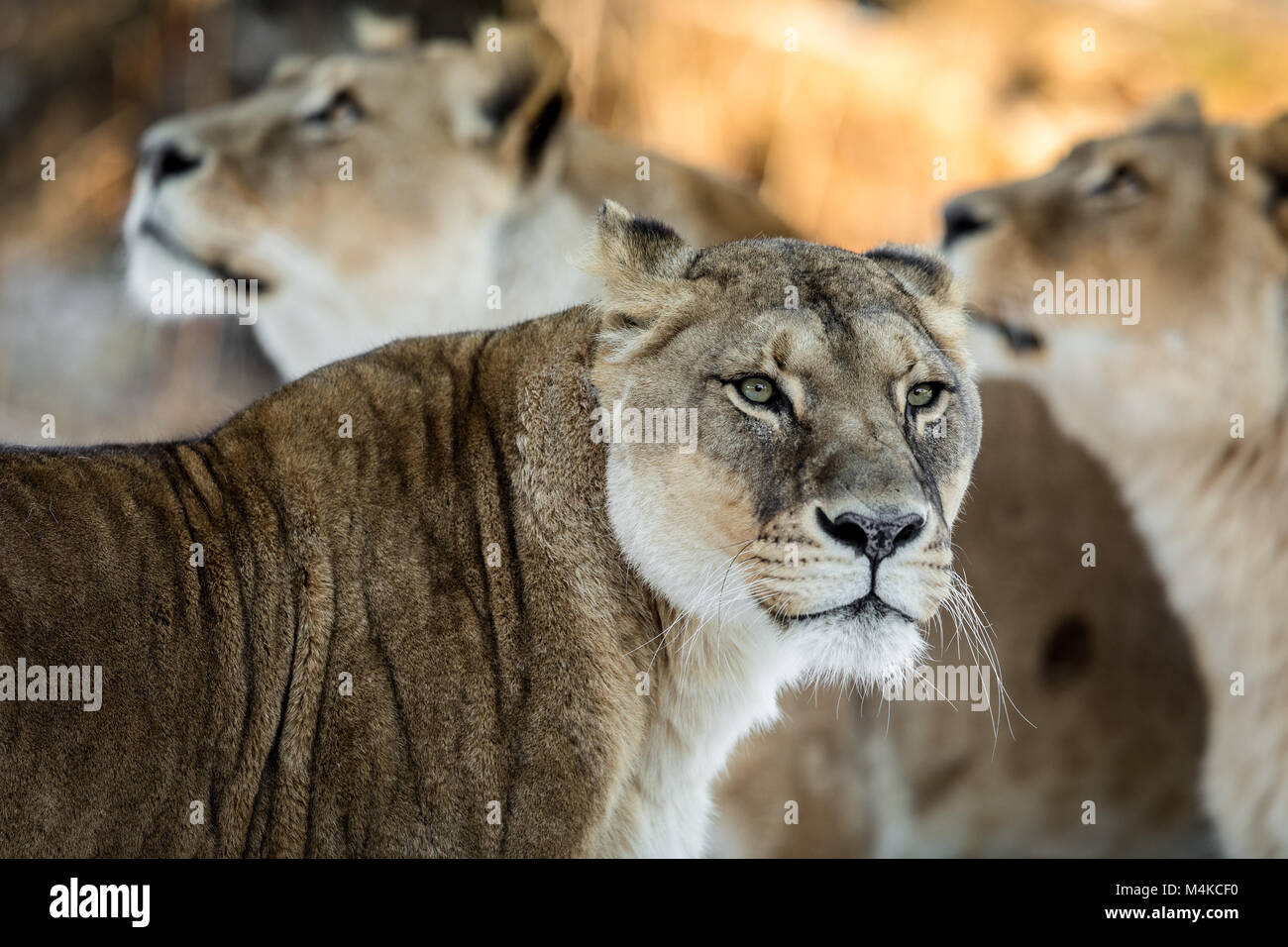 Female lion, Panthera leo, lionesse portrait, with two unfocused female ...