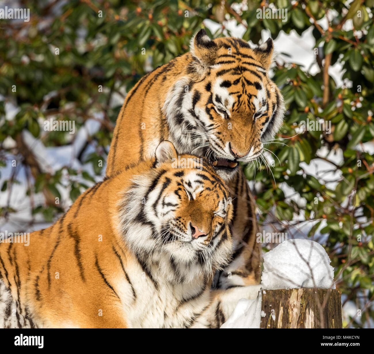 Tigers Cuddling