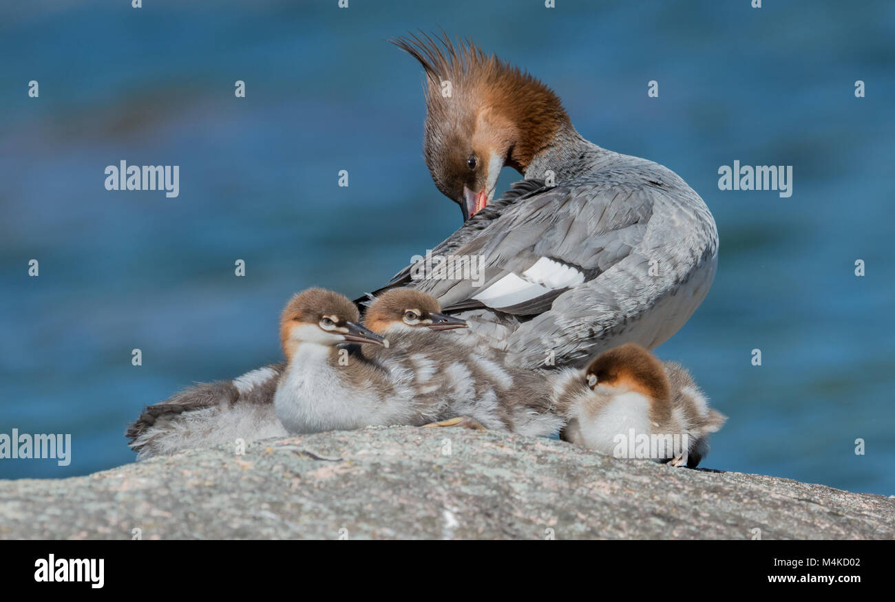 Family of Common Merganser Famiy Stock Photo - Alamy