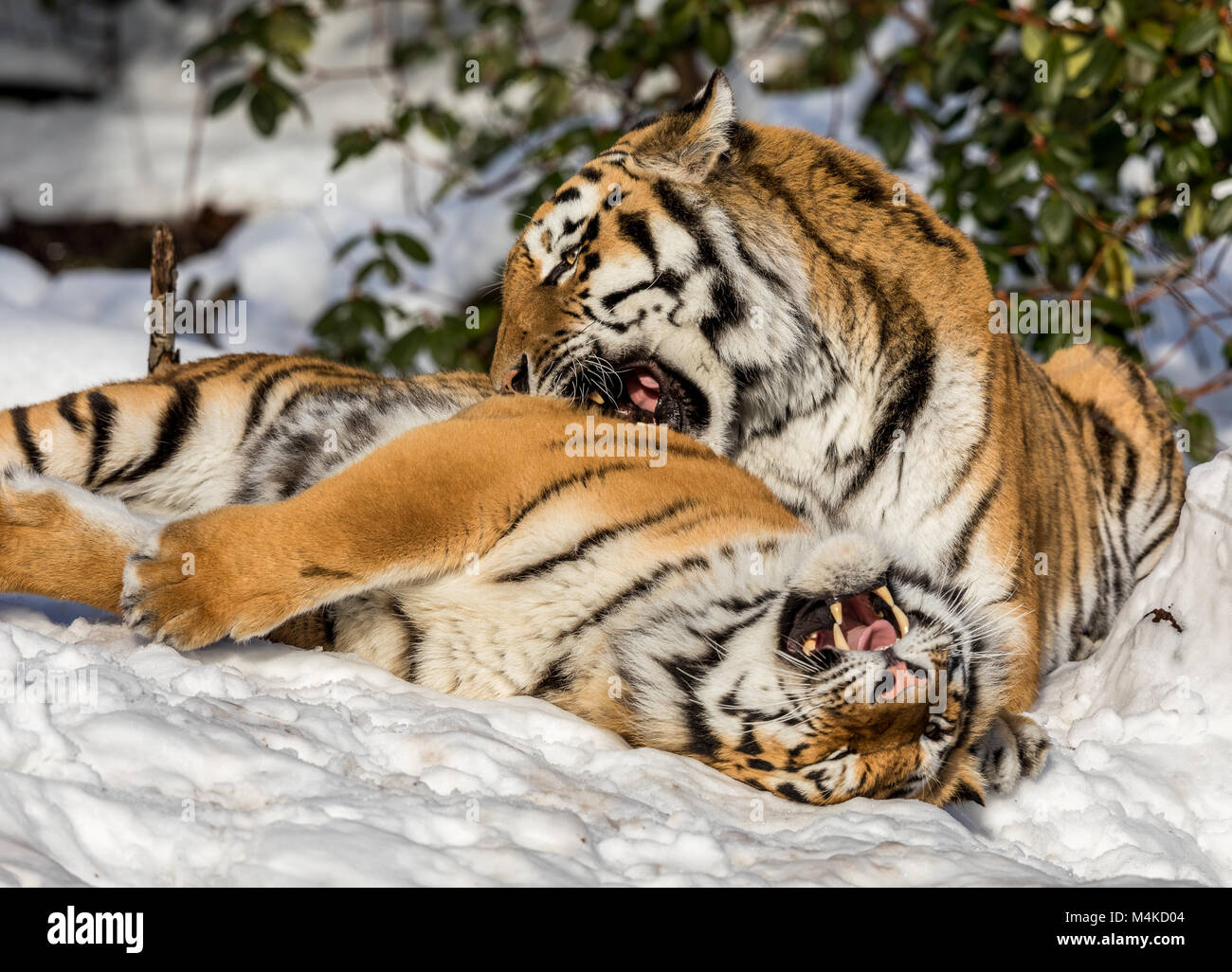 Tigers Hugging