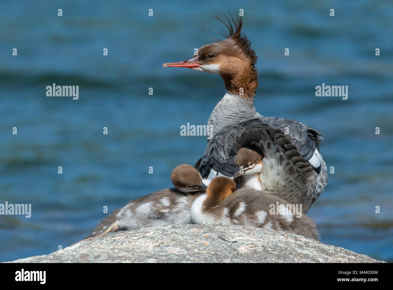 Common merganser with chicks hi-res stock photography and images - Alamy