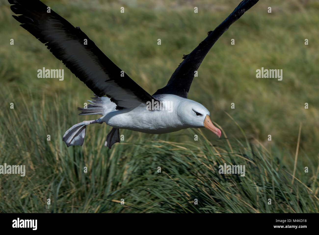 Falkland Islands, West Point Island. Black-browed albatross (Wild ...