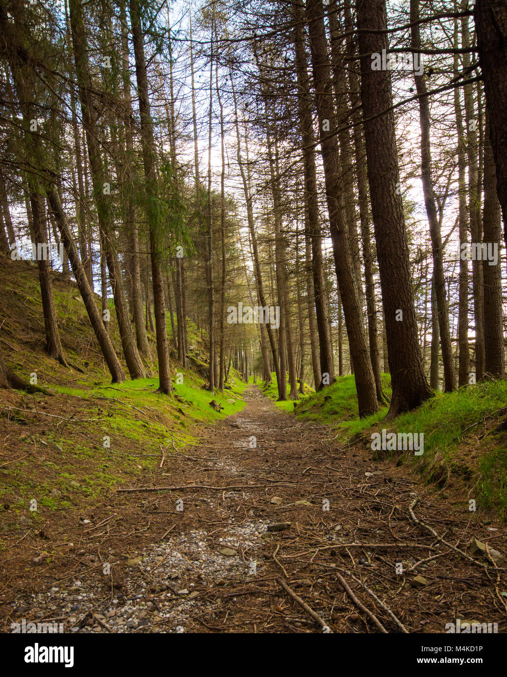Pathway through wood Stock Photo - Alamy