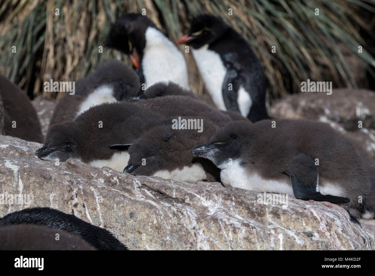 Falkland Islands, West Point Island. Sleeping Rockhopper penguin chicks ...