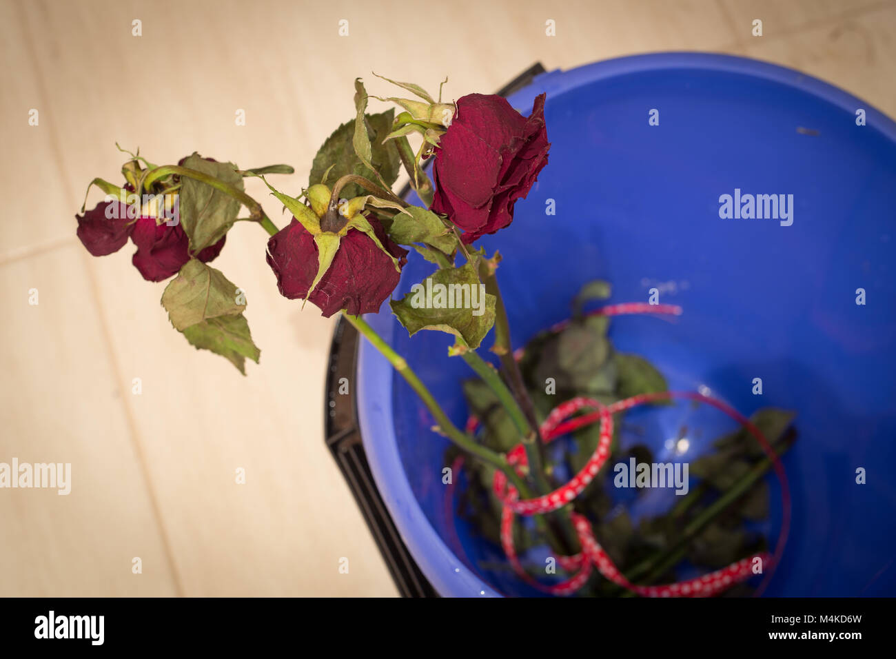 old dried roses in the rubbish bin Stock Photo - Alamy