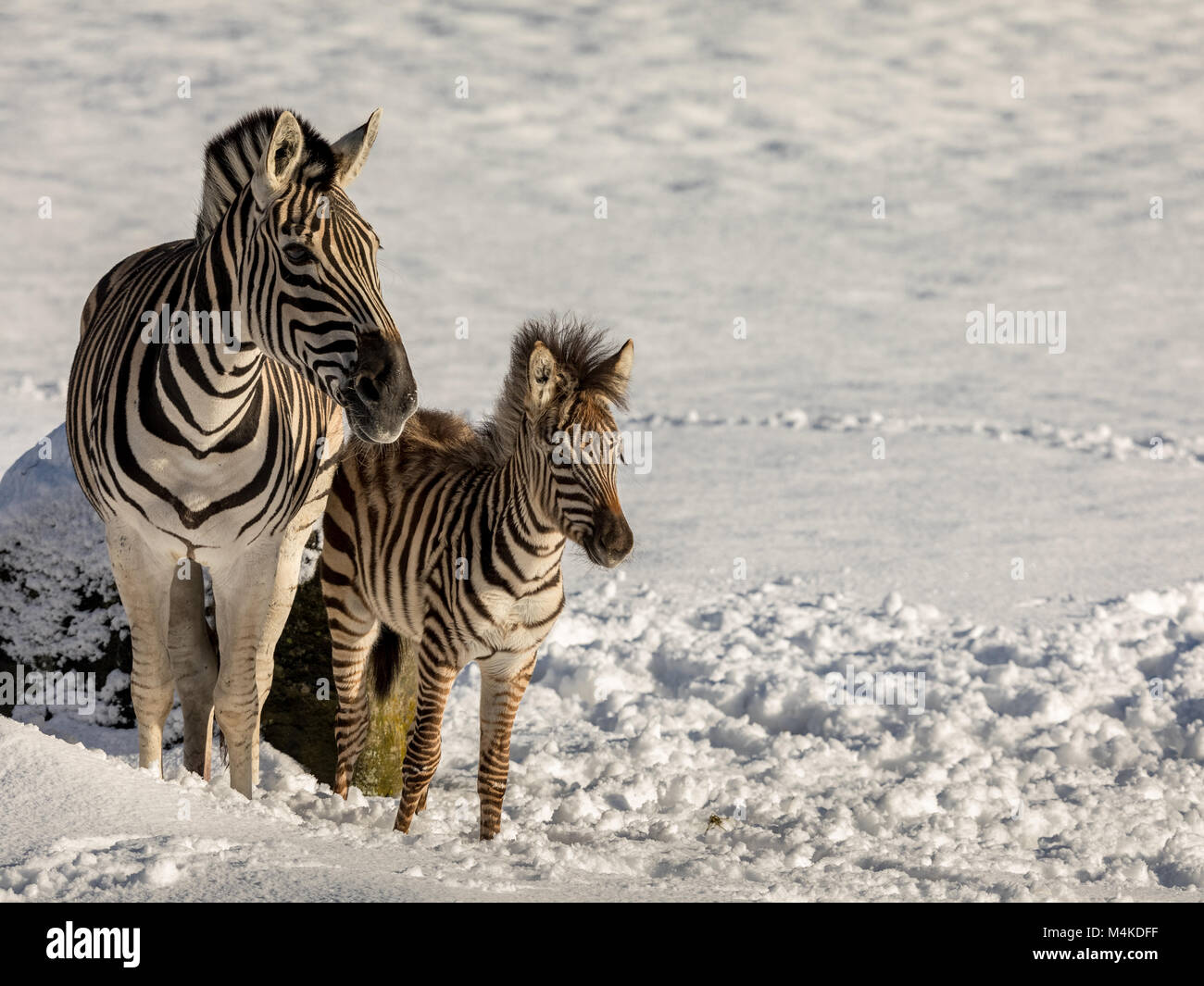 Zebra mother and foal outdoors in the snow in a zoo Stock Photo - Alamy