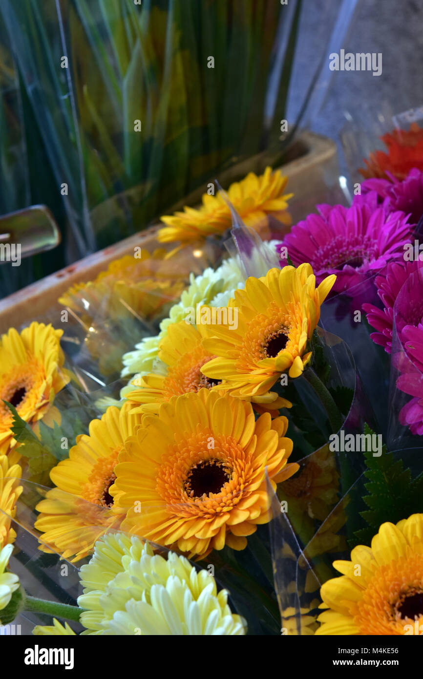 Brightly coloured gerbera daisies in yellow, cream and purple, flowers ...