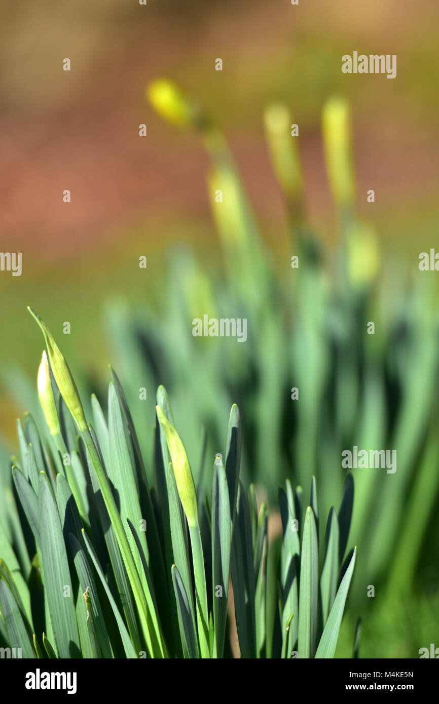 springtime flowers and yellow daffodils buds and blooms start of spring ...