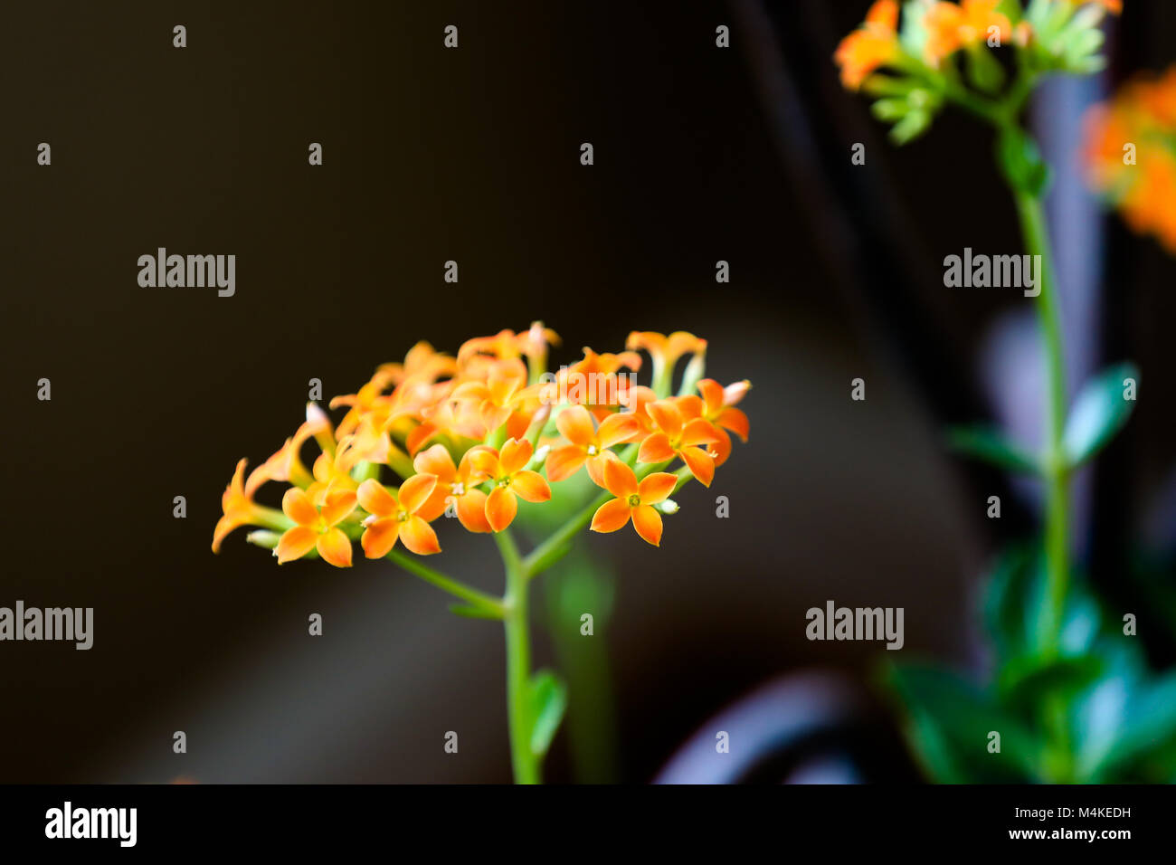 Kalanchoe ceratophylla hi-res stock photography and images - Alamy