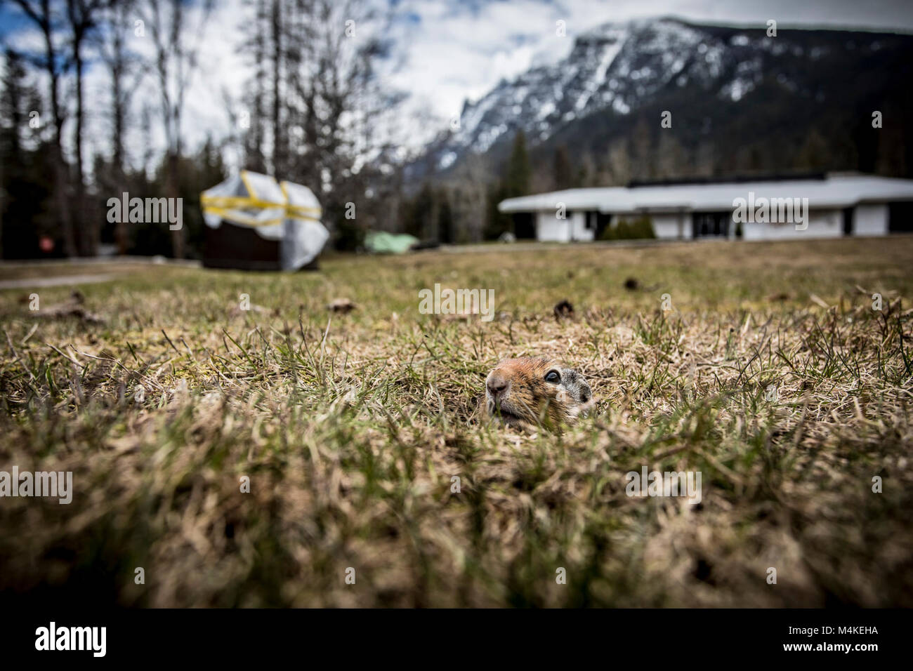 Wildlife and activities at Glacier National Park Stock Photo - Alamy