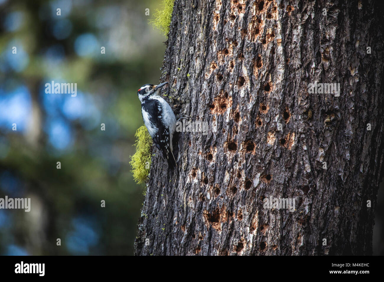 Wildlife and activities at Glacier National Park Stock Photo - Alamy