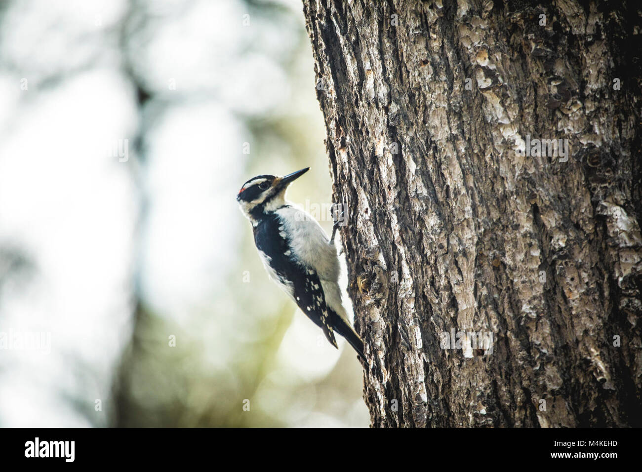 Wildlife and activities at Glacier National Park Stock Photo - Alamy