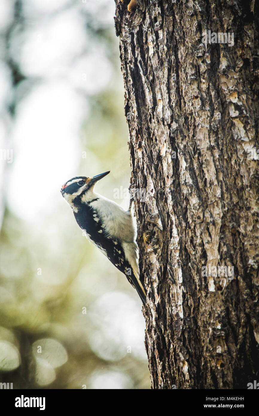 Wildlife and activities at Glacier National Park Stock Photo - Alamy