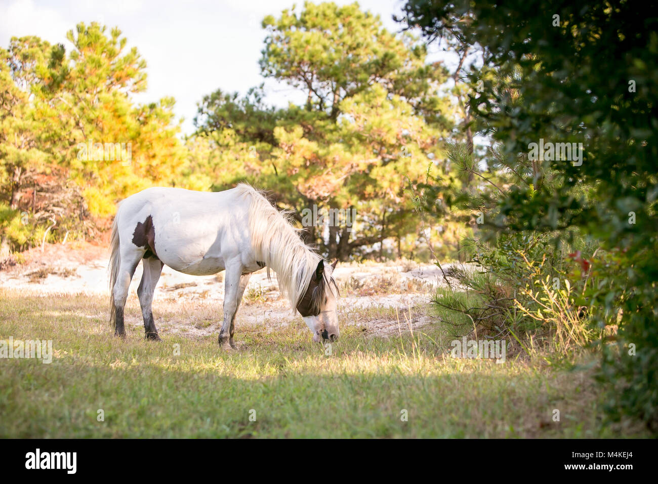 Wild Pony (Equus caballus) at Assateague Island National Seashore ...