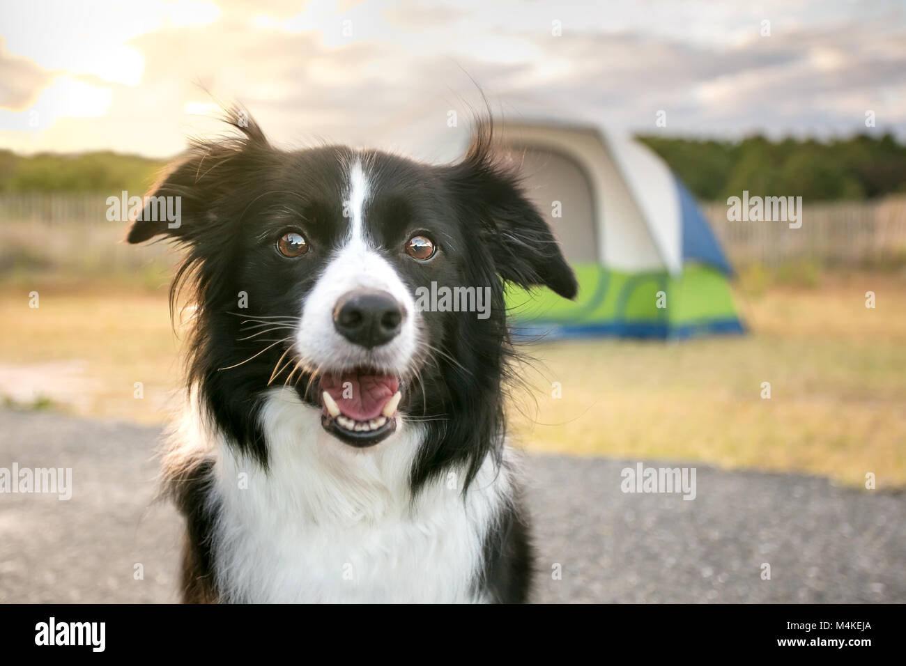 Assateague island camping hi-res stock photography and images - Alamy