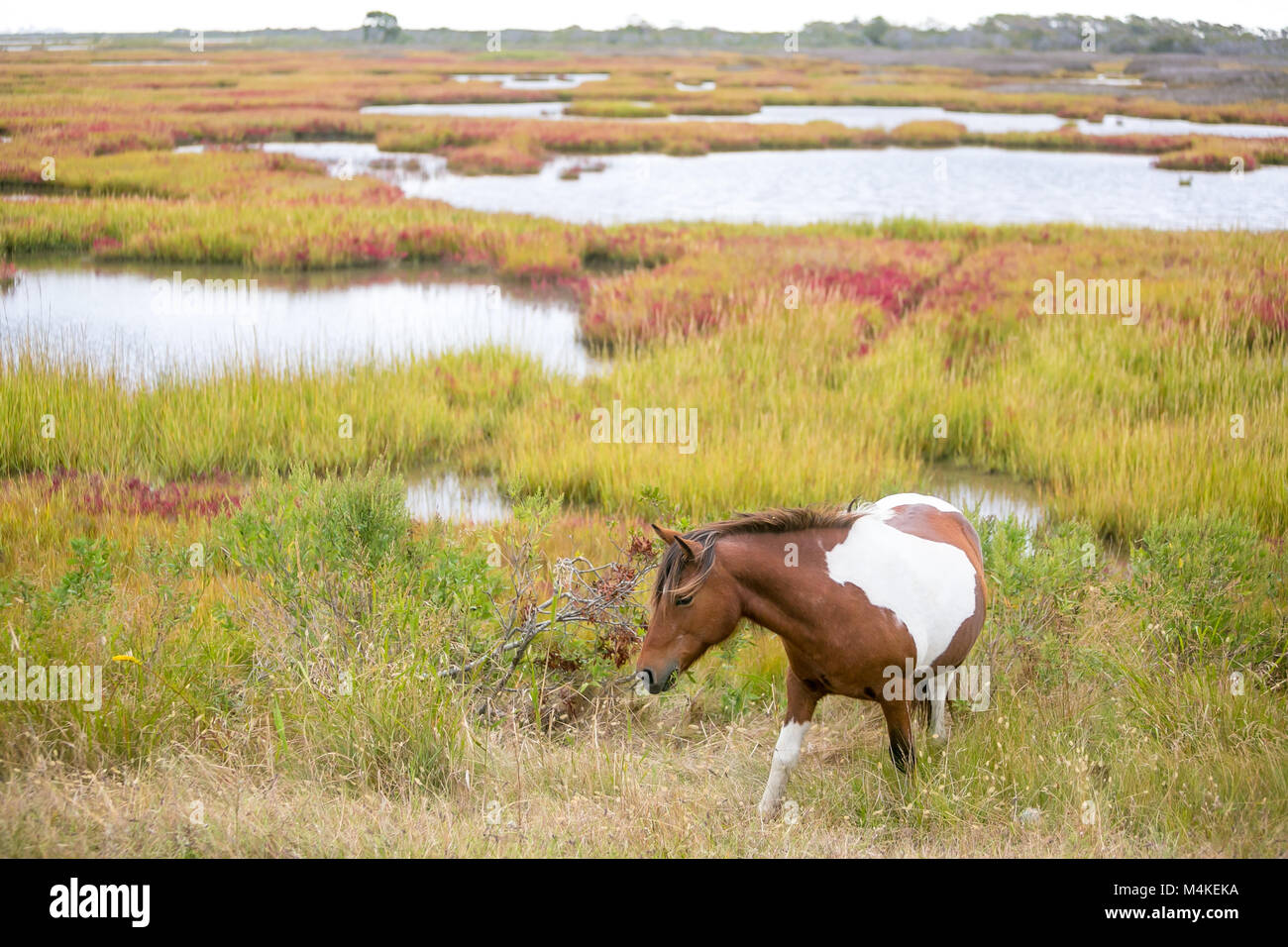 Wild Pony (Equus caballus) at Assateague Island National Seashore ...
