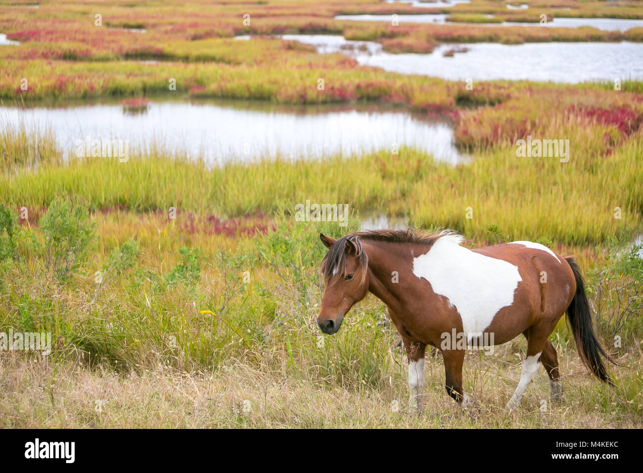 Wild Pony (Equus caballus) at Assateague Island National Seashore ...