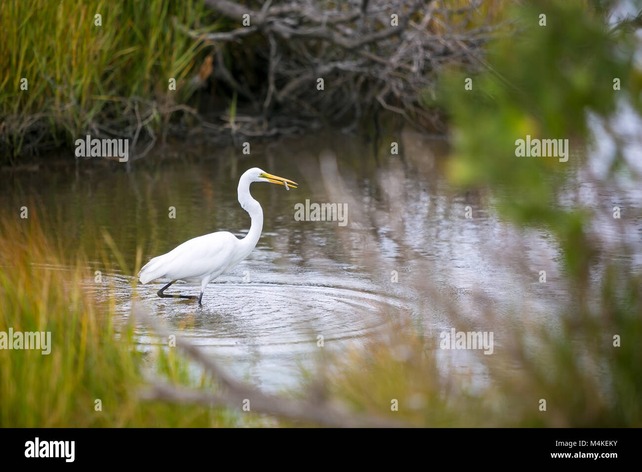 A Great Egret (Ardea alba) catching a fish at Assateague Island ...