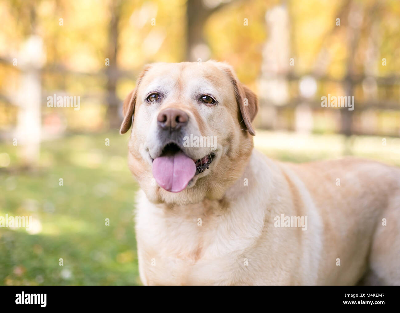Portrait of a yellow Labrador Retriever mixed breed dog outdoors Stock ...