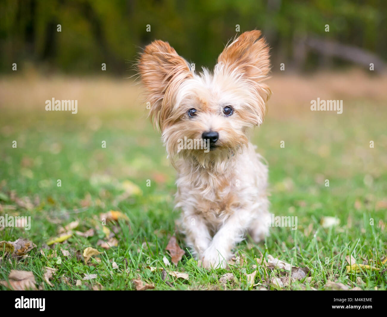 A Silky Terrier/Yorkie mixed breed dog outdoors Stock Photo - Alamy