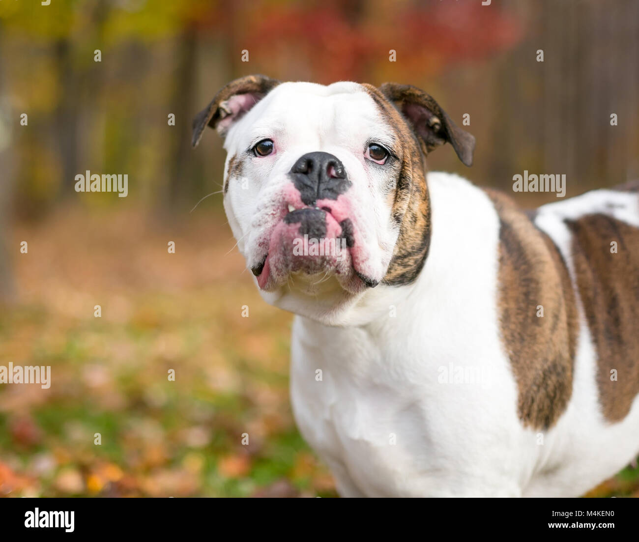 Portrait of an English Bulldog with an underbite, outdoors with ...