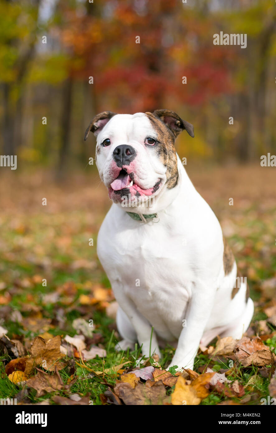 Portrait of an English Bulldog outdoors with colorful autumn leaves ...