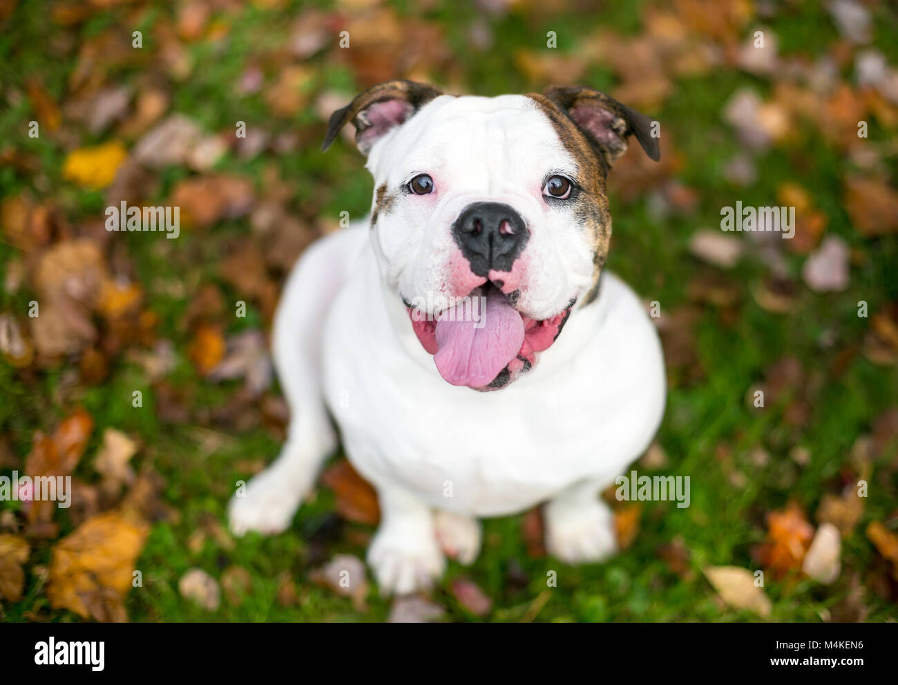 Portrait of a happy English Bulldog outdoors surrounded by autumn ...