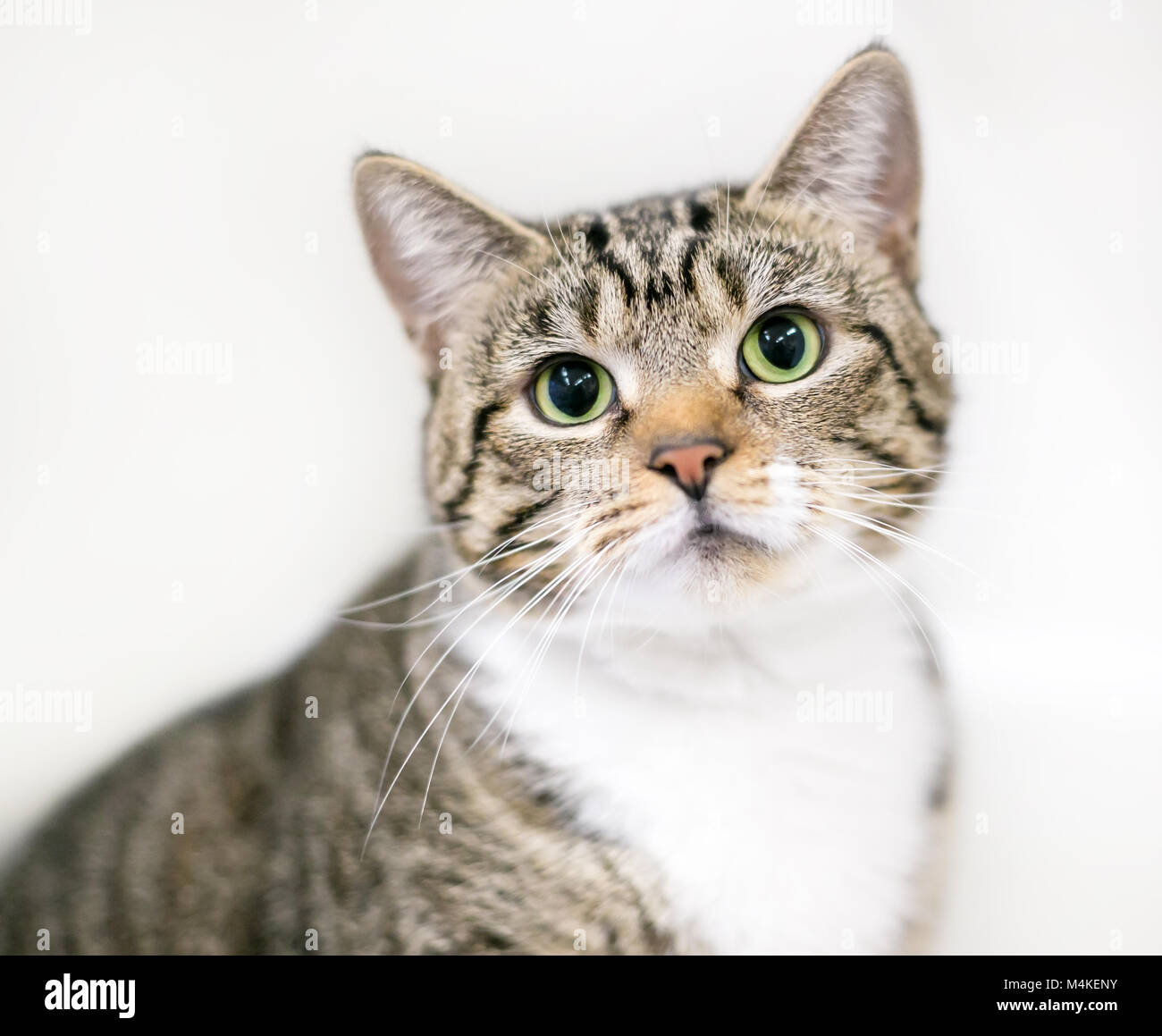 Tabby cat with white face hi-res stock photography and images - Alamy