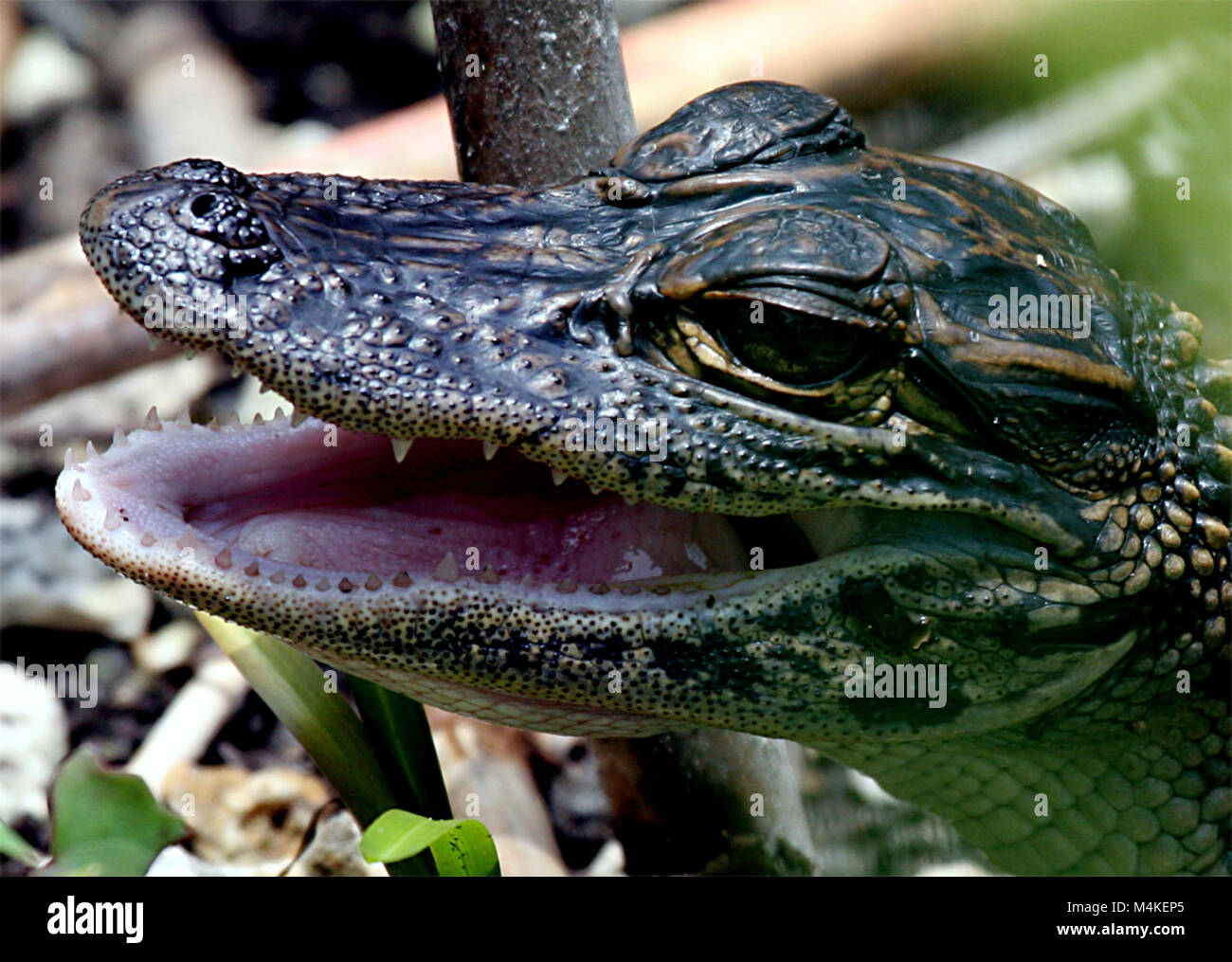 Gator Baby Open Mouth Alligator Baby Stock Photo - Alamy